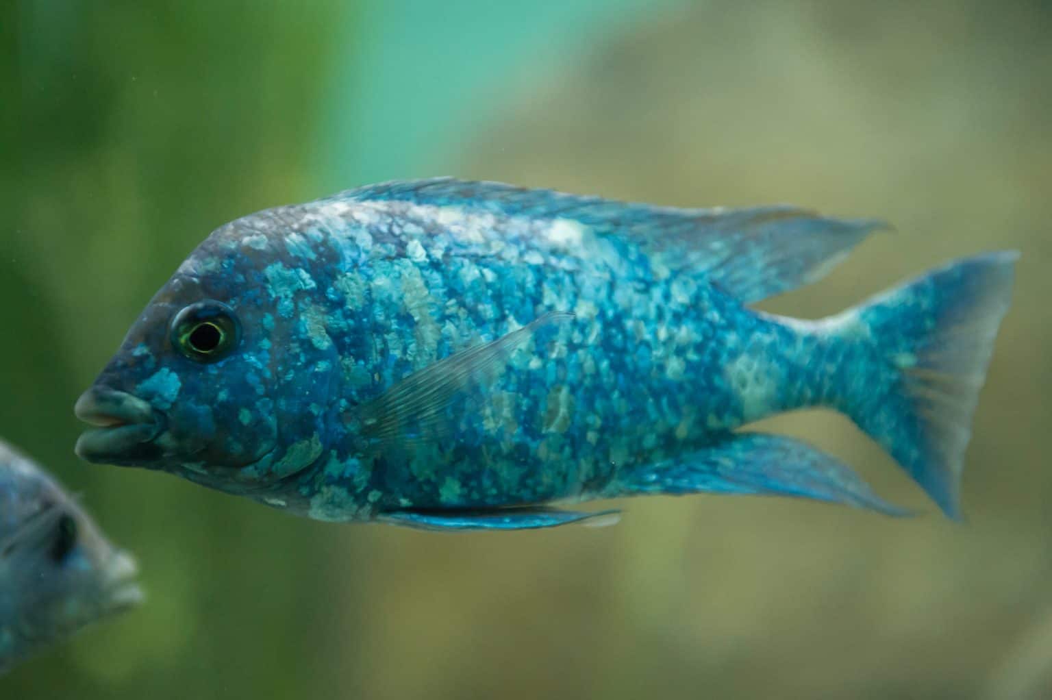 Mayan Cichlid (Mayaheros urophthalmus): Ultimate Care Guide - Fish ...