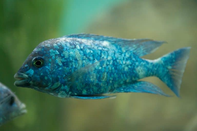 Acei Cichlid (Pseudotropheus Acei): Ultimate Care Guide - Fish Laboratory