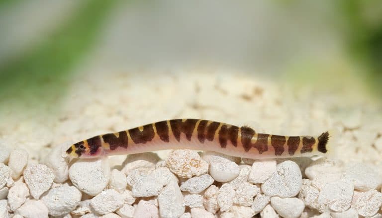 Tiger Loach (Syncrossus berdmorei): Ultimate Care Guide - Fish Laboratory