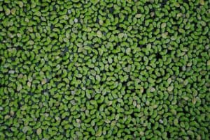 Live Fish Food: Ultimate Guide to Types of Live Cultures – Fish ...