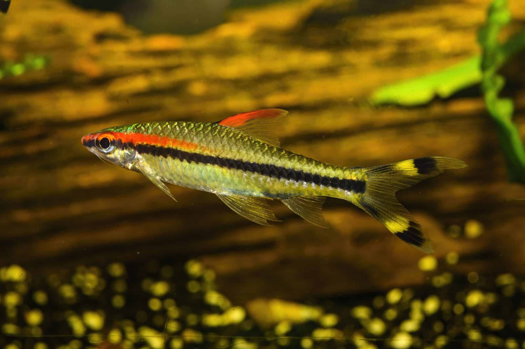 Roseline Shark (Sahyadria denisonii): Ultimate Care Guide - Fish Laboratory