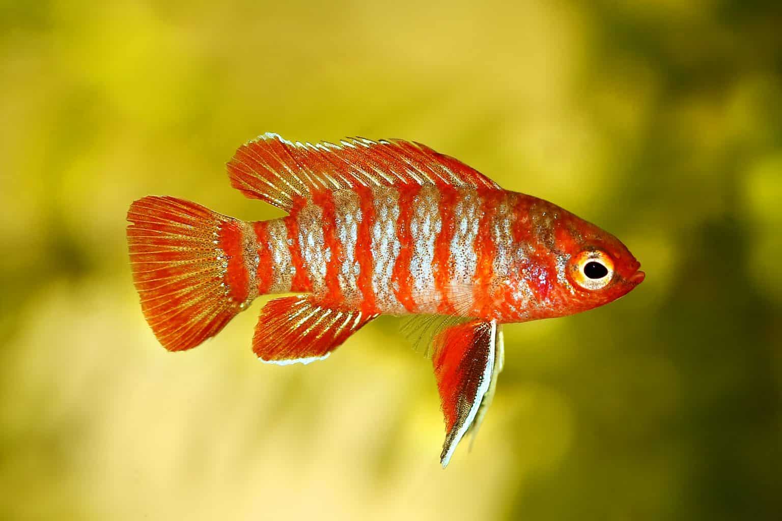 Badis Badis Care: The Dwarf Chameleon Fish - Fish Laboratory