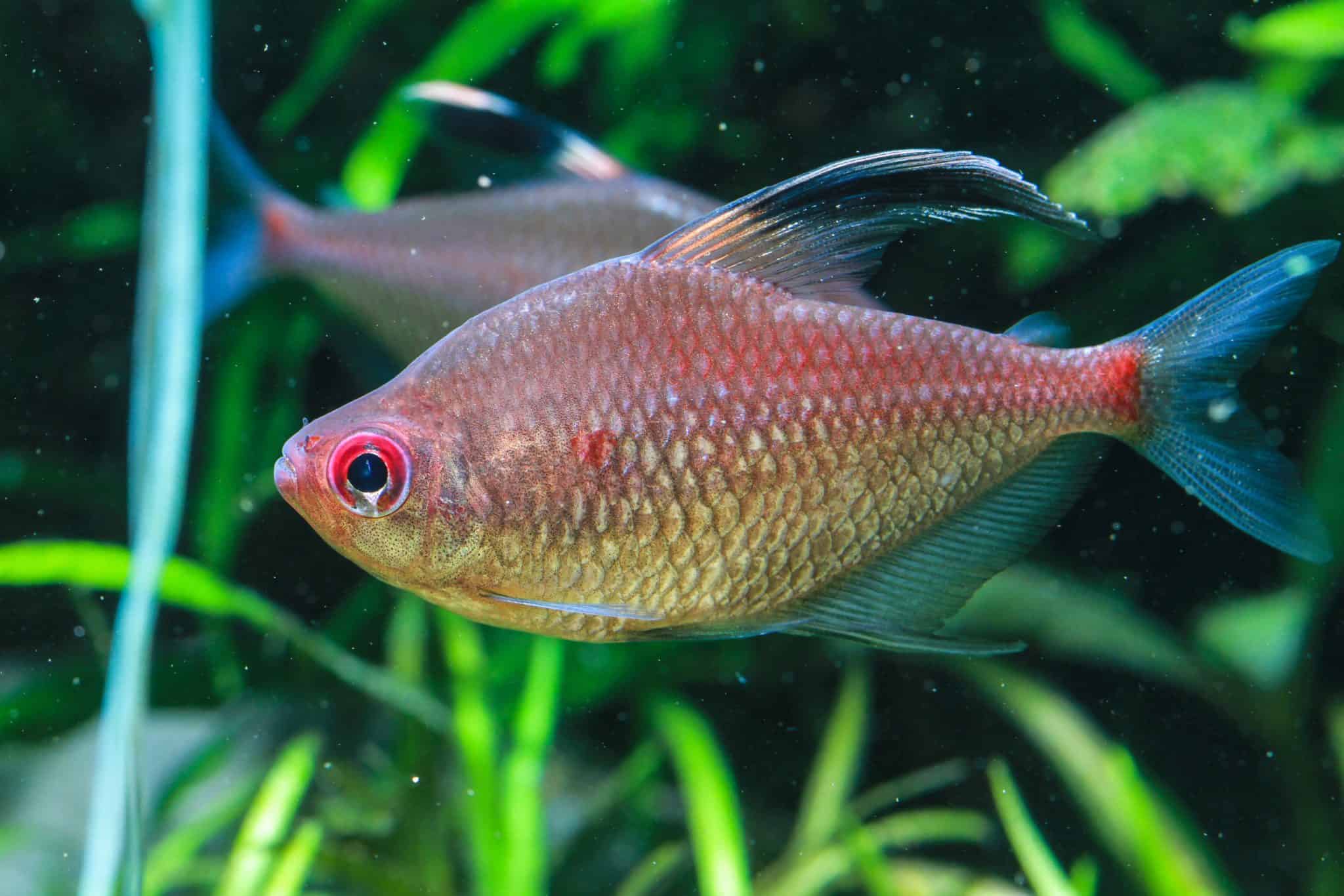 Ruby Tetra (Axelrodia Riesei): Ultimate Care Guide - Fish Laboratory