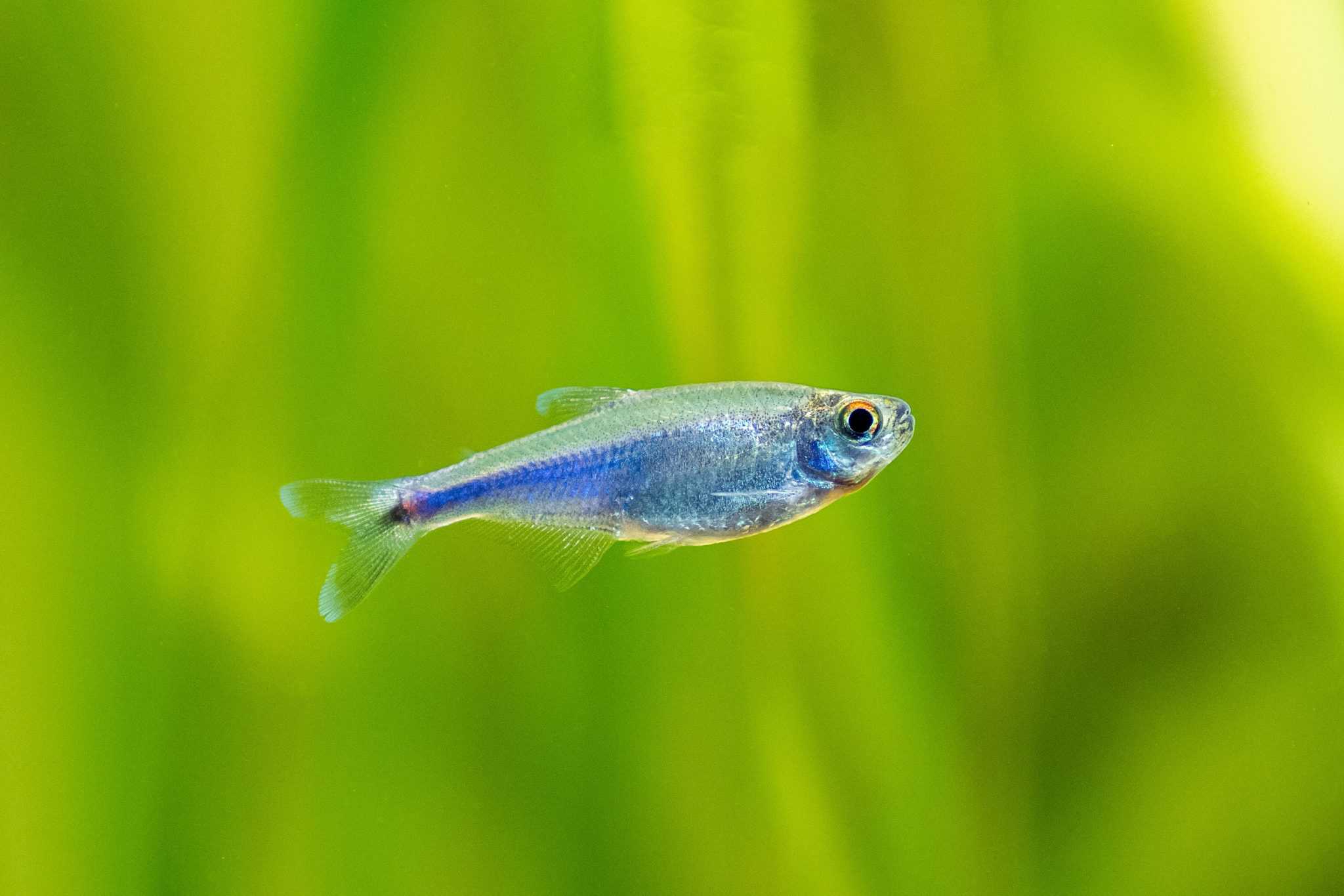Ruby Tetra (Axelrodia Riesei): Ultimate Care Guide - Fish Laboratory