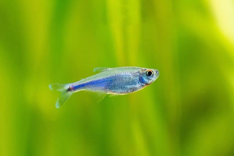 Ruby Tetra (Axelrodia Riesei): Ultimate Care Guide - Fish Laboratory