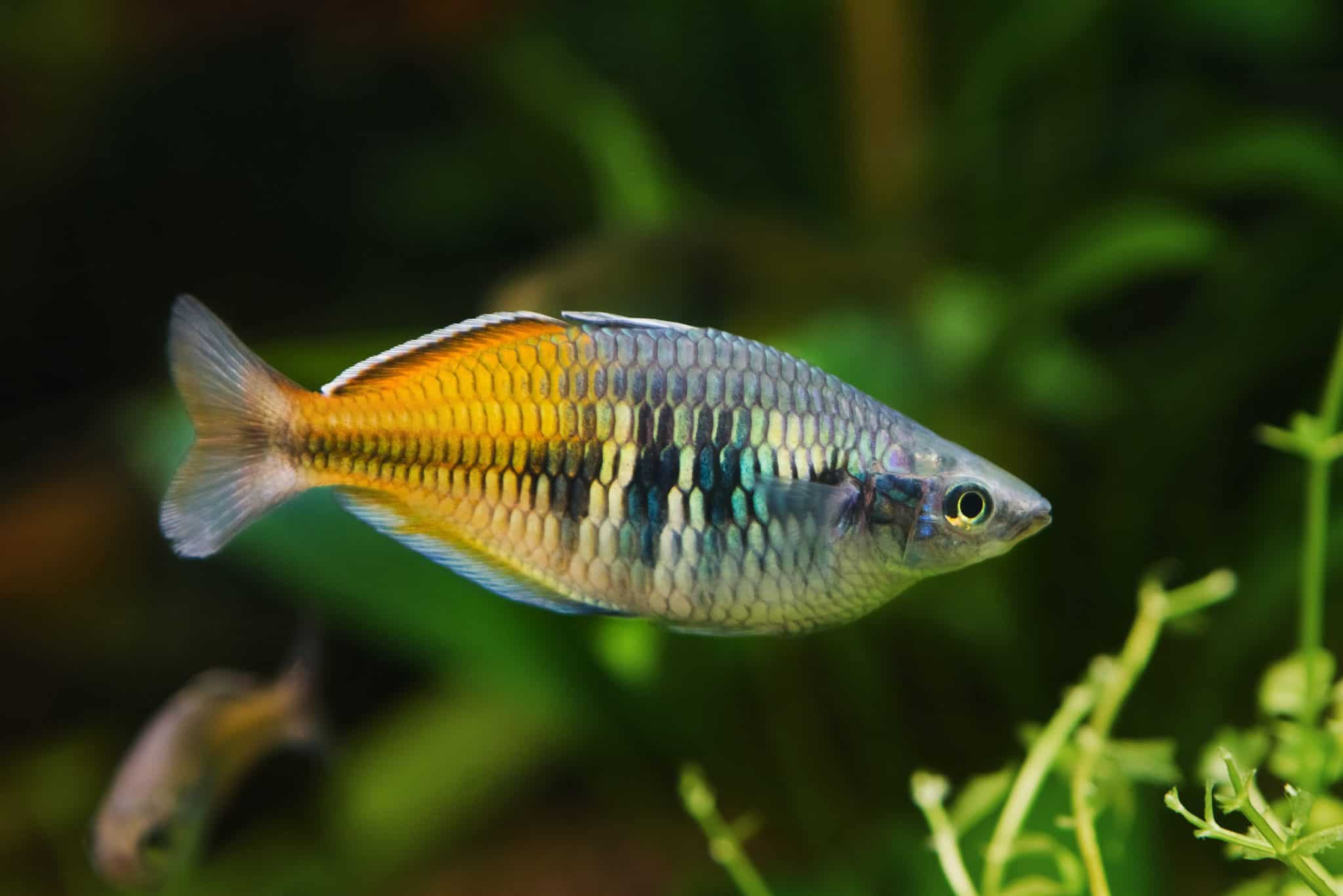 Celebes Rainbowfish (Marosatherina ladigesi): Ultimate Guide - Fish ...