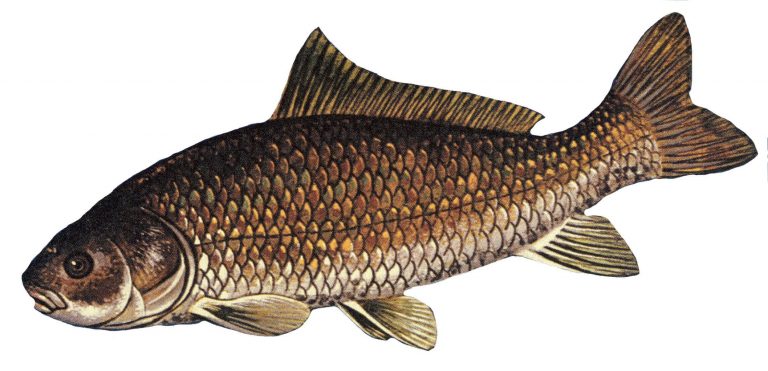 Buffalo Fish (Ictiobus cyprinellus): The Ultimate Guide - Fish Laboratory