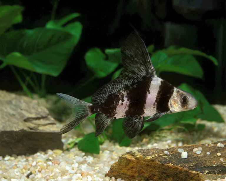 Columbian Shark (Ariopsis seemanni): Ultimate Care Guide - Fish Laboratory