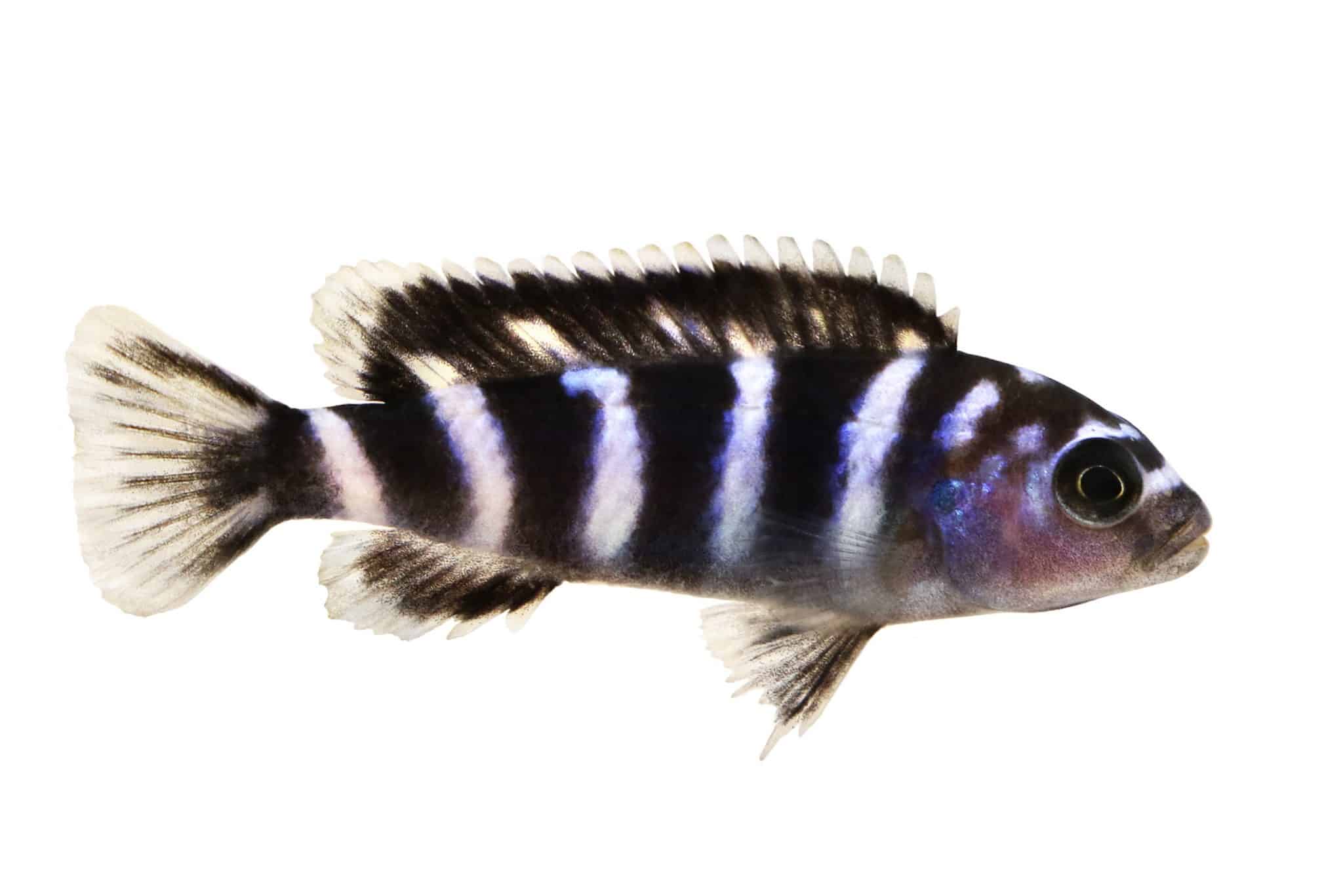 Rainbow Cichlid (Herotilapia multispinosa): Care Guide - Fish Laboratory