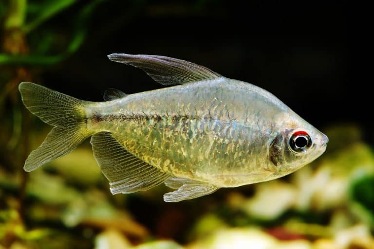 24 Best Schooling Fish for Freshwater Aquariums - Fish Laboratory