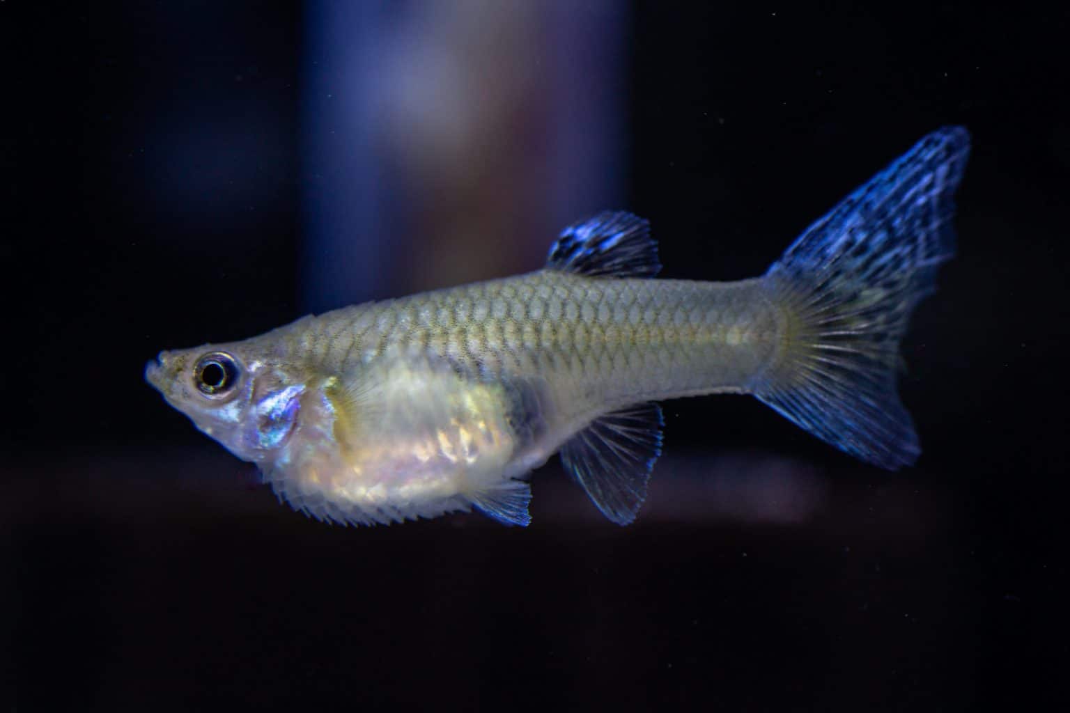 Dropsy Fish Disease: Cause, Symptom, and Treatment - Fish Laboratory
