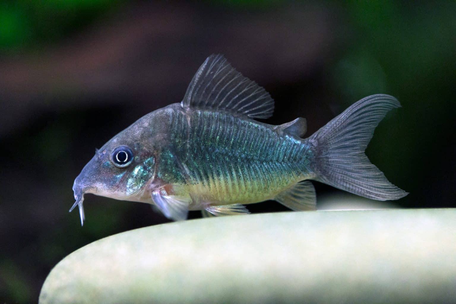 Julii Cory (Corydoras julii): Ultimate Care Guide - Fish Laboratory