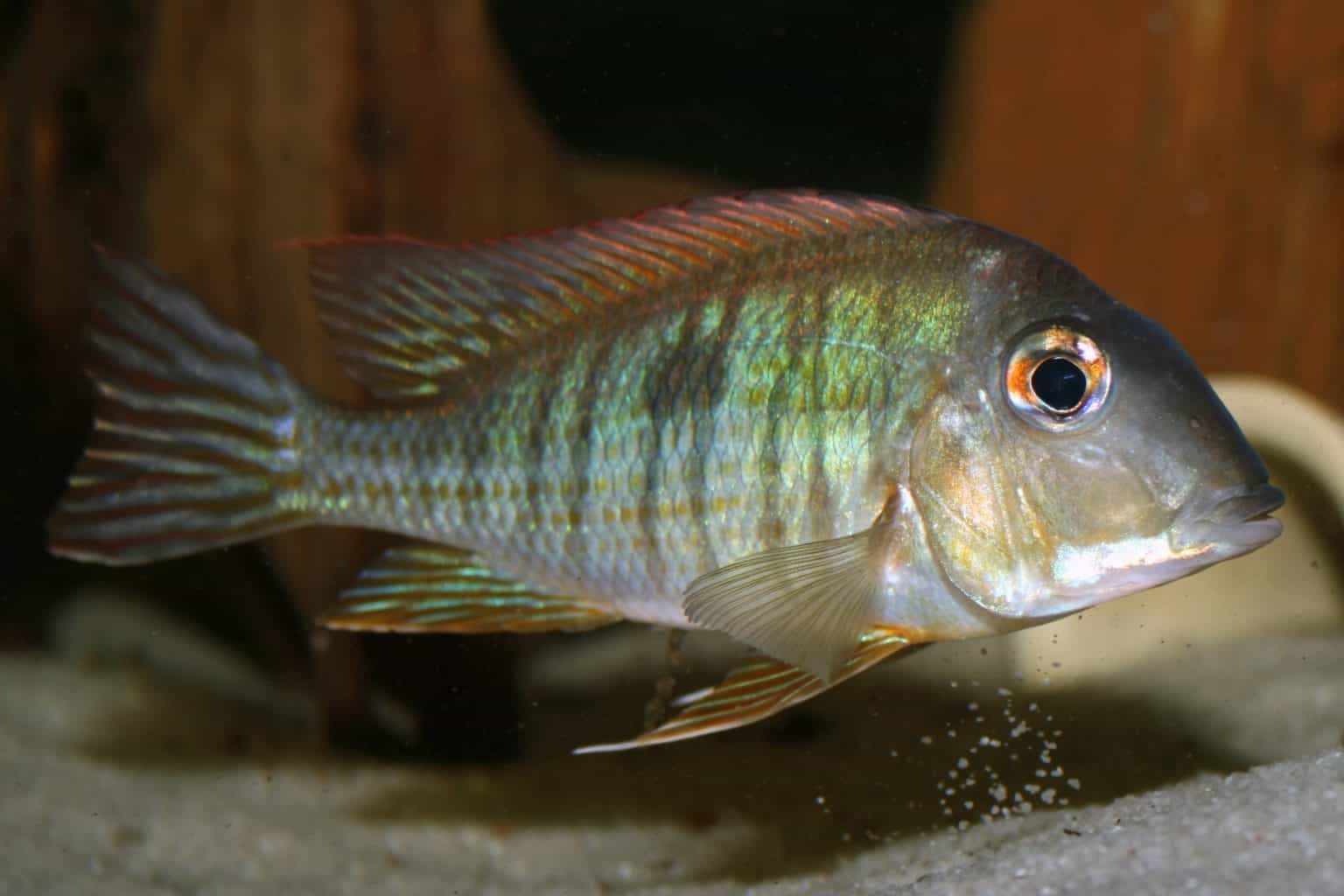 German Blue Ram (Mikrogeophagus Ramirezi): Ultimate Care Guide - Fish ...