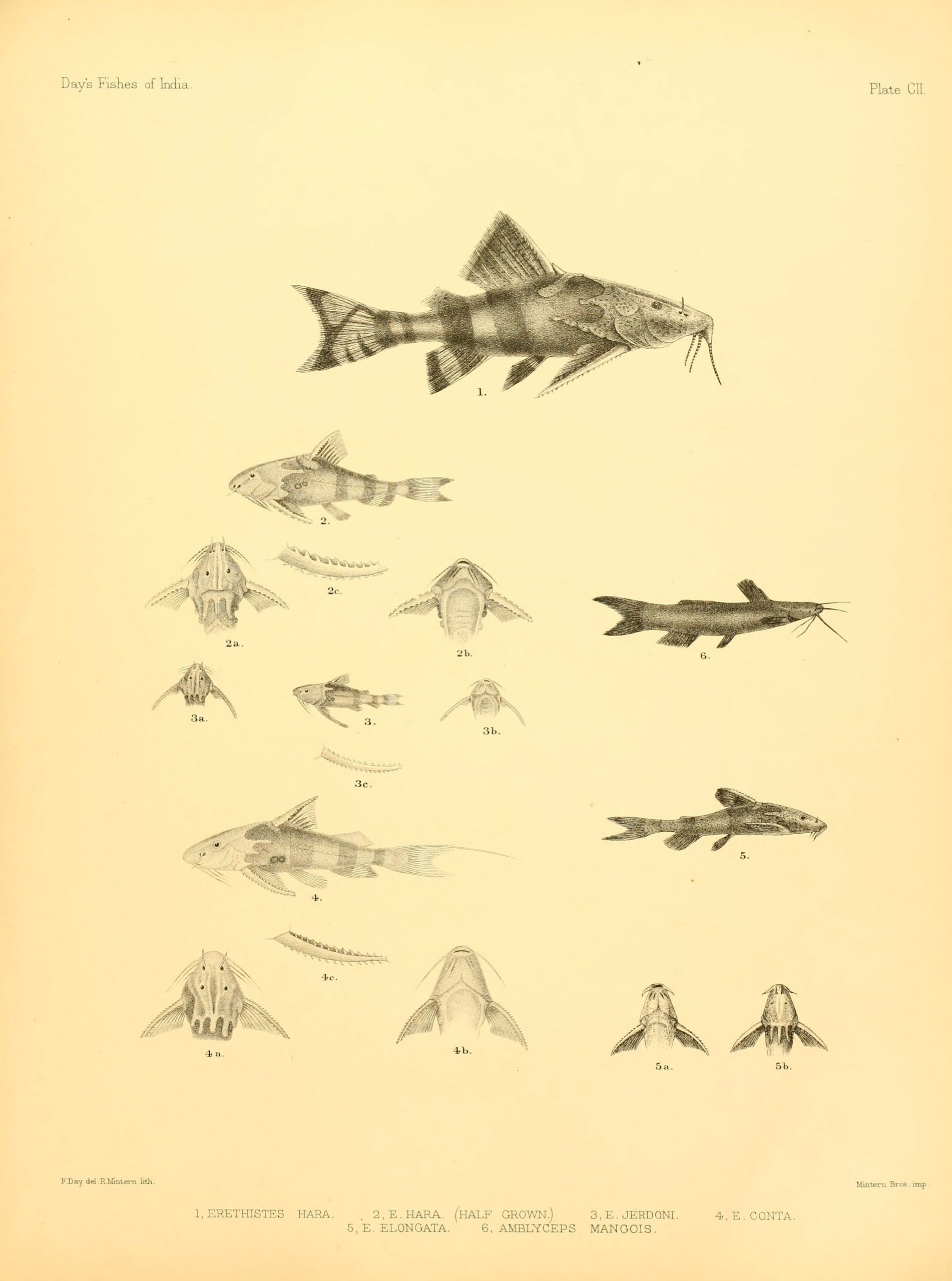 Stone Catfish (Hara jerdoni): Ultimate Care Guide - Fish Laboratory