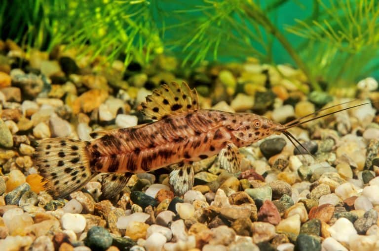 Stone Catfish (Hara jerdoni): Ultimate Care Guide - Fish Laboratory