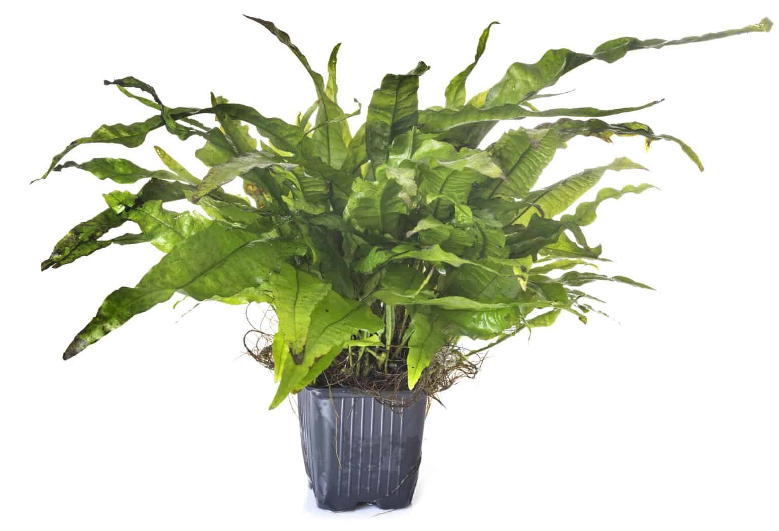 Java Fern (Microsorum Pteropus): Ultimate Care Guide - Fish Laboratory