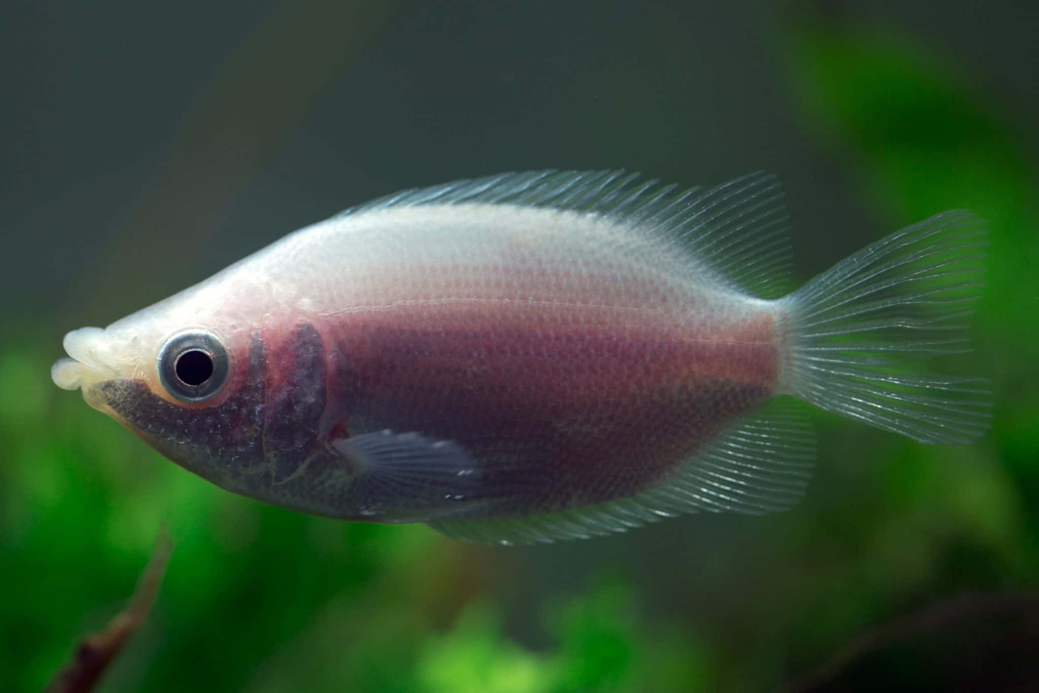 Gourami Fish Types: Guide to Gourami Types & Species - Fish Laboratory