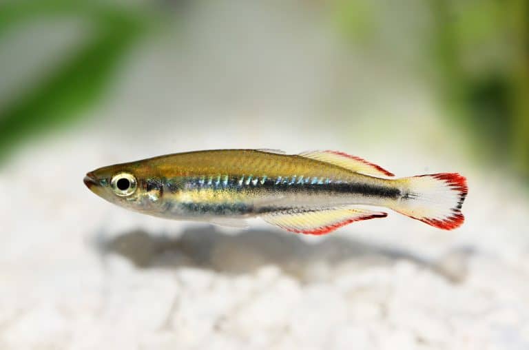 Least Killifish (Heterandria Formosa): Care Guide - Fish Laboratory