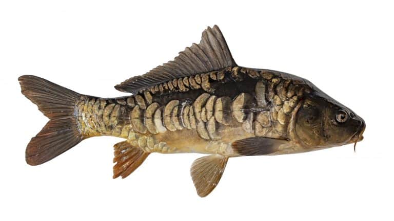 Mirror Carp (Cyprinus Carpio): Ultimate Guide - Fish Laboratory