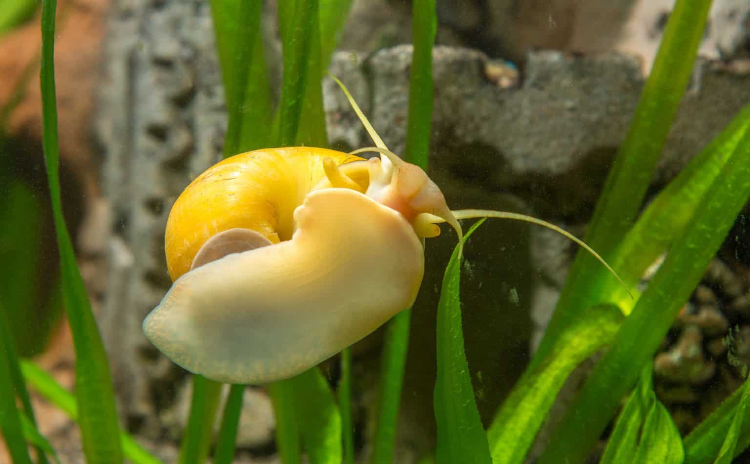 Pleco Tank Mates: What Fish Can Pleco Live With? - Fish Laboratory