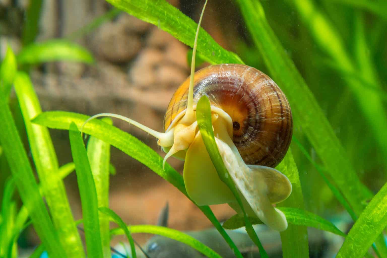 Ramshorn Snail: Care Guide, Breeding, Eggs, Colors & More - Fish Laboratory