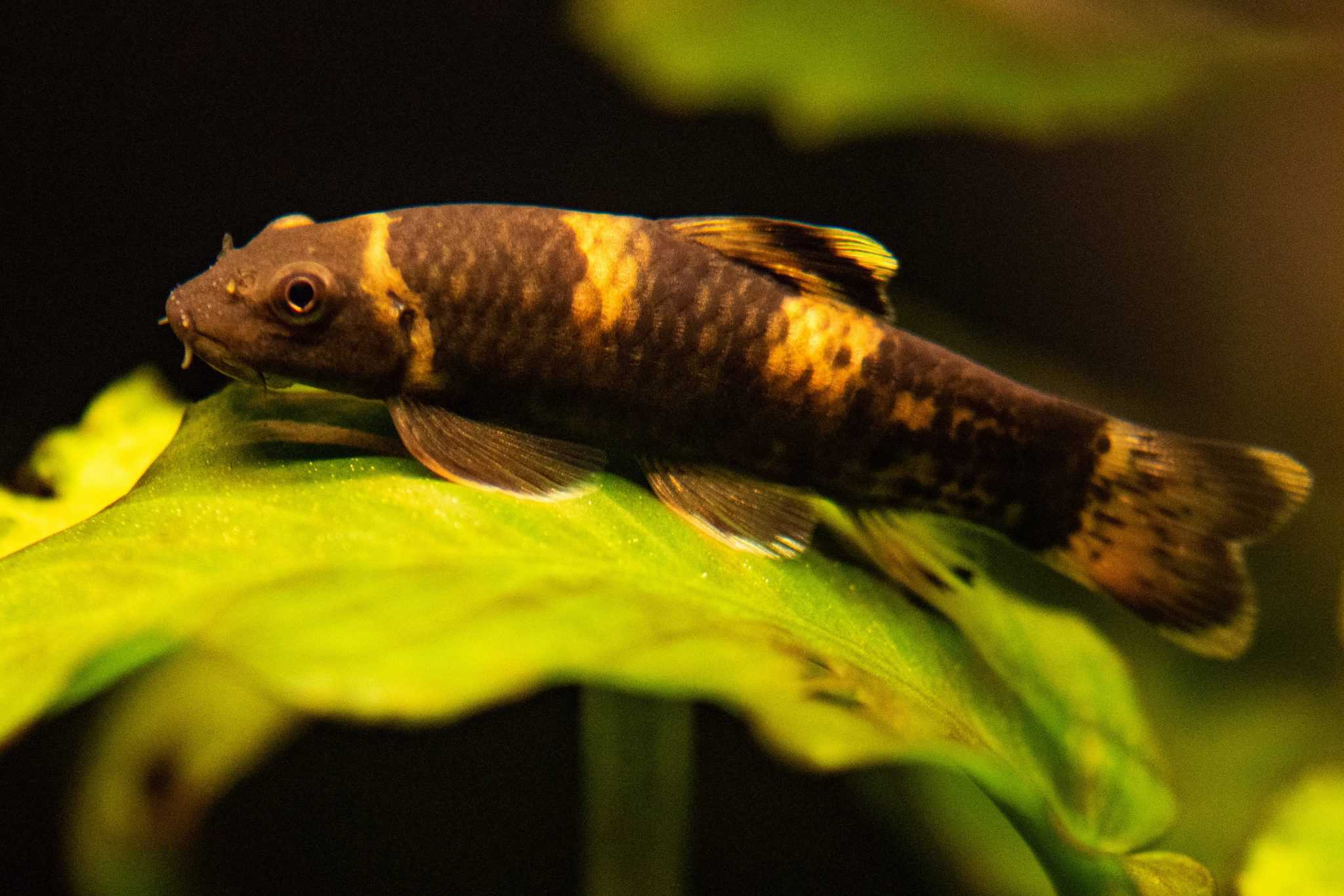 Panda Barb (Haludaria fasciata): Ultimate Care Guide - Fish Laboratory