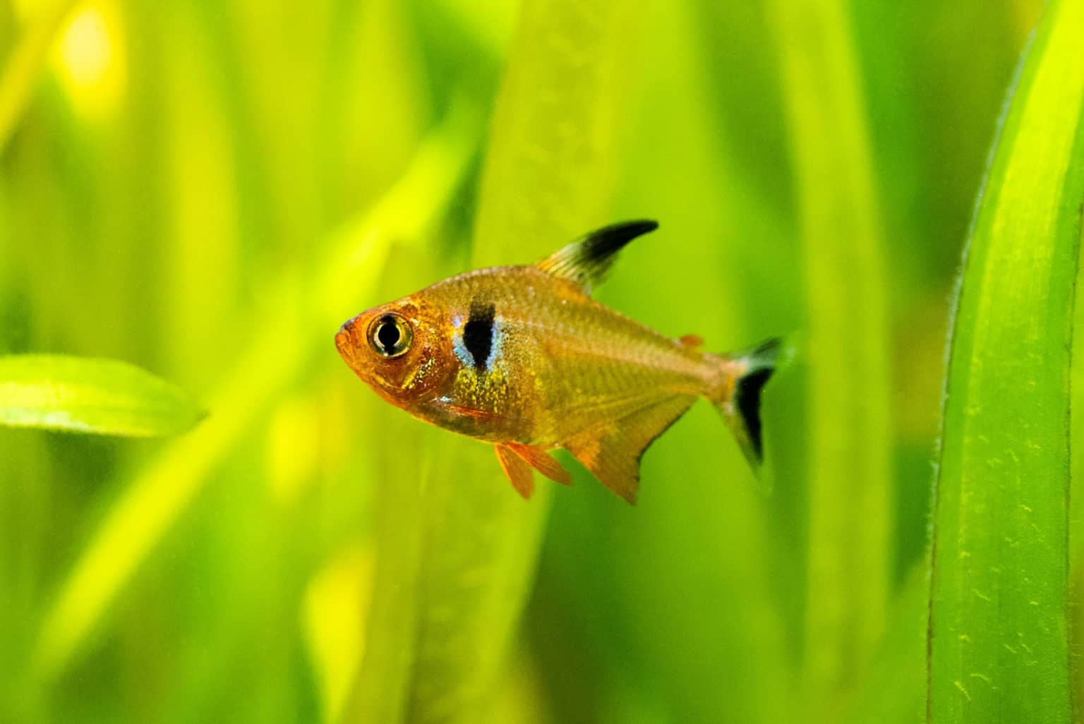 Red Eye Tetra (Moenkhausia sanctaefilomenae): Ultimate Care Guide ...