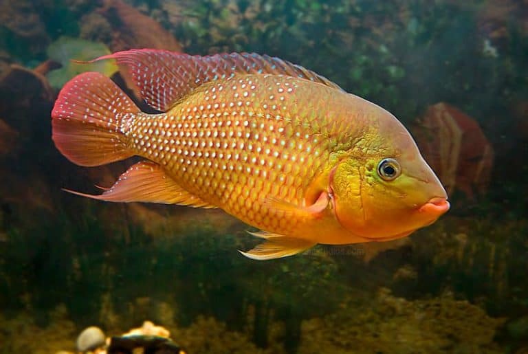 Rainbow Cichlid (Herotilapia multispinosa): Care Guide - Fish Laboratory