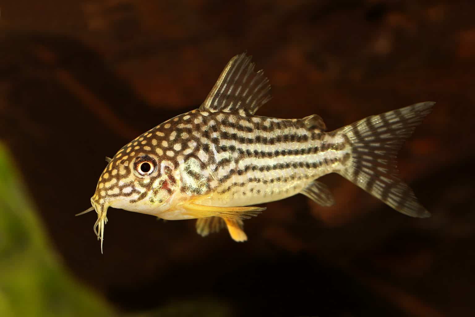 Julii Cory (Corydoras julii): Ultimate Care Guide - Fish Laboratory
