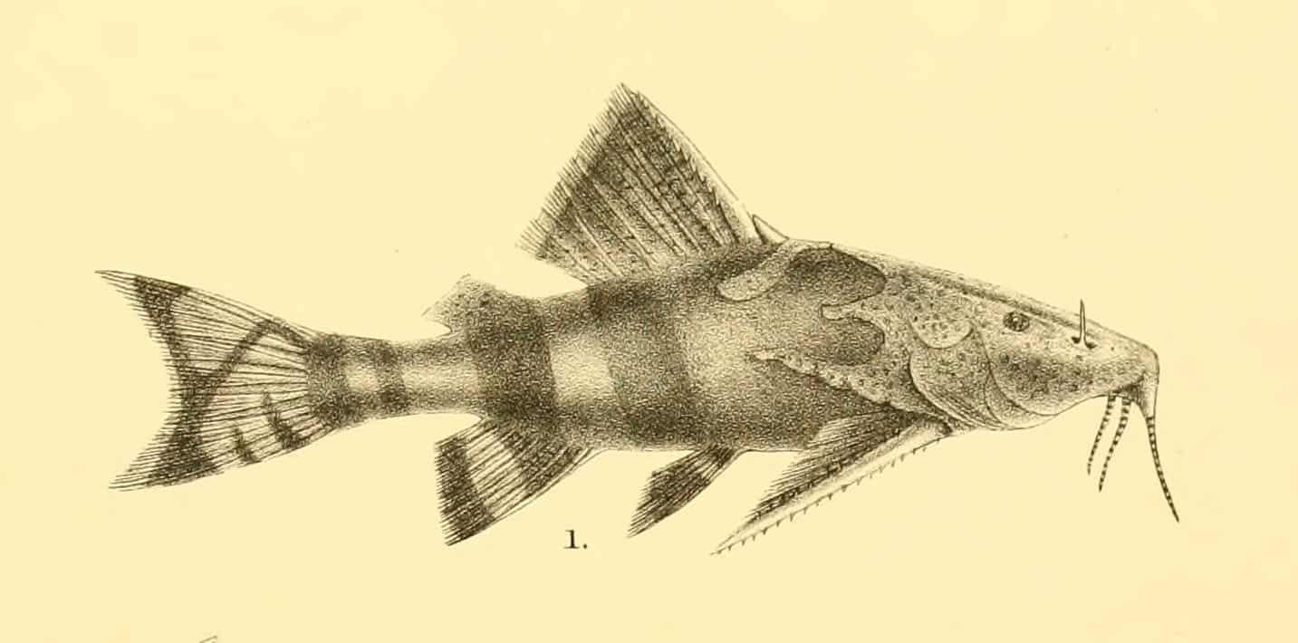 Stone Catfish (Hara jerdoni): Ultimate Care Guide - Fish Laboratory