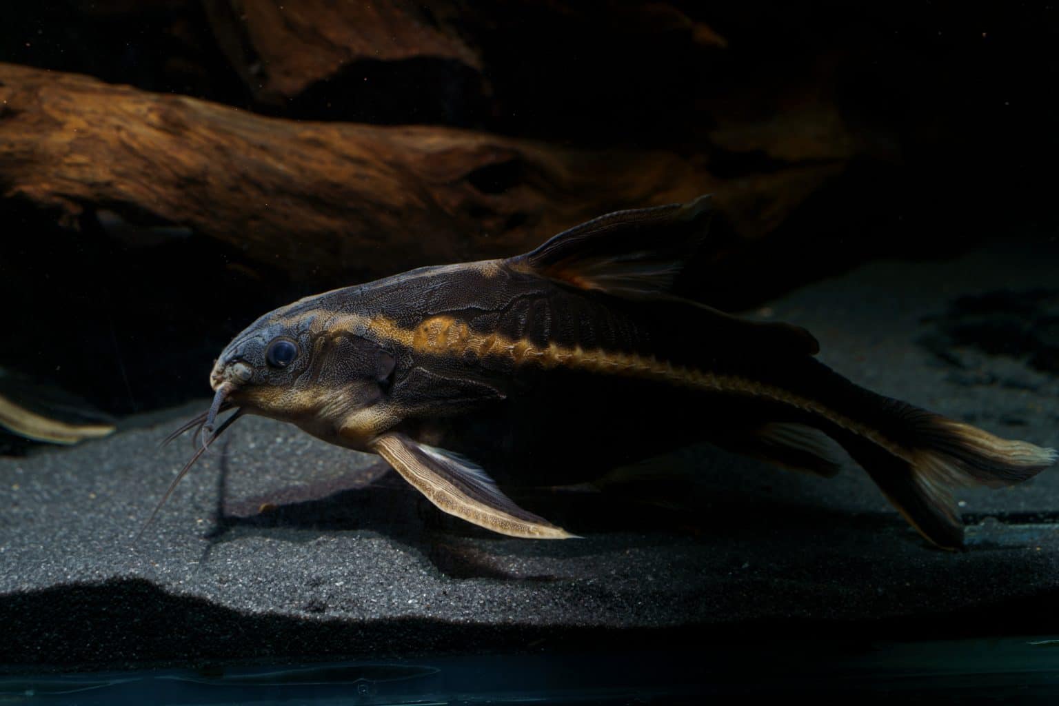 Cuckoo Catfish (Synodontis Multipunctatus): Ultimate Care Guide - Fish ...