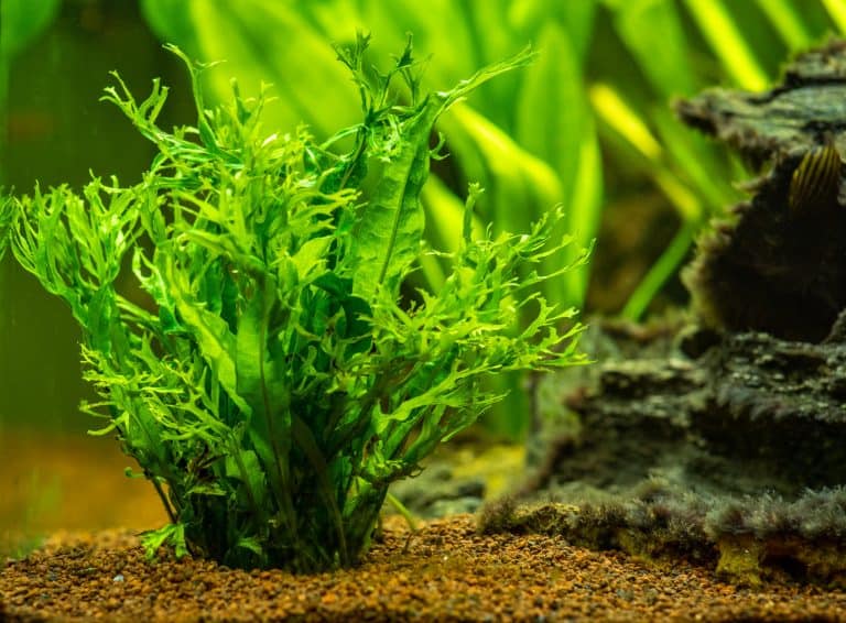 Java Fern (Microsorum Pteropus): Ultimate Care Guide - Fish Laboratory
