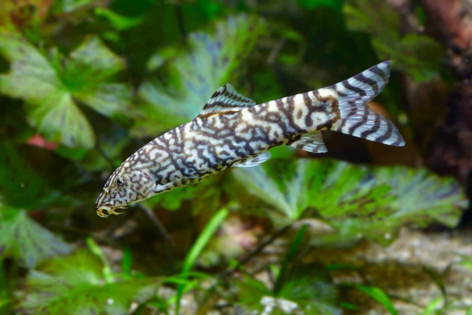 Loach Types, Size, & Care: The Ultimate Guide - Fish Laboratory