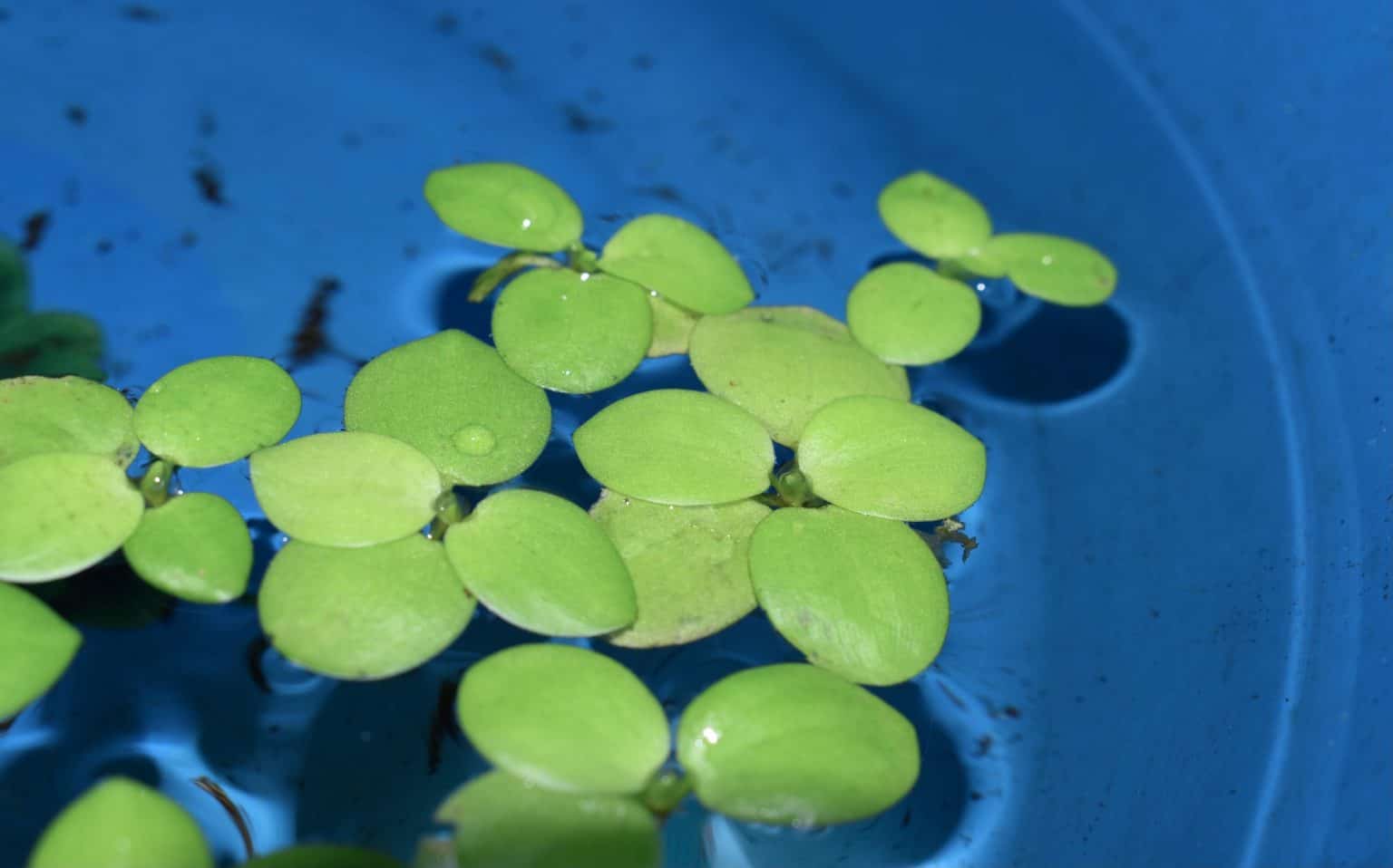 Amazon Frogbit (Limnobium laevigatum): Ultimate Care Guide - Fish ...