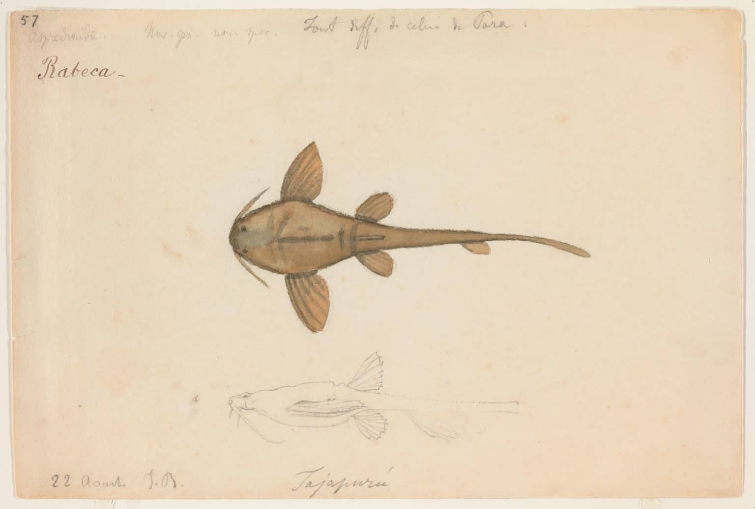 Cuckoo Catfish (Synodontis Multipunctatus): Ultimate Care Guide - Fish ...