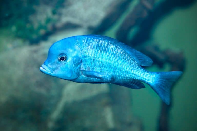 Yellow Lab Cichlid (Labidochromis Caeruleus): Care Guide