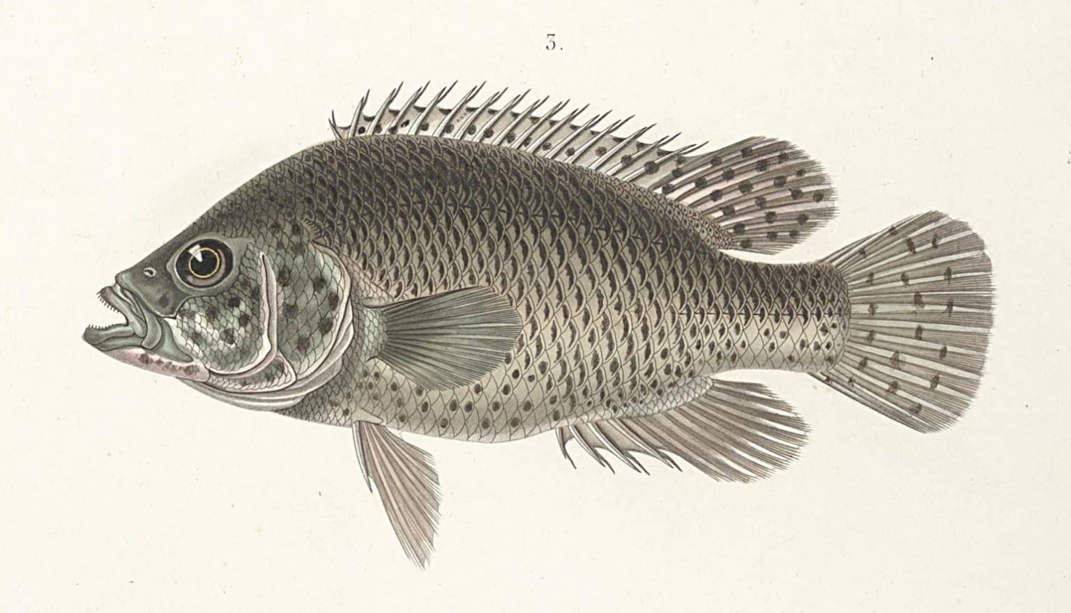 Cuban Cichlid (Nandopsis Tetracanthus): Ultimate Care Guide - Fish ...