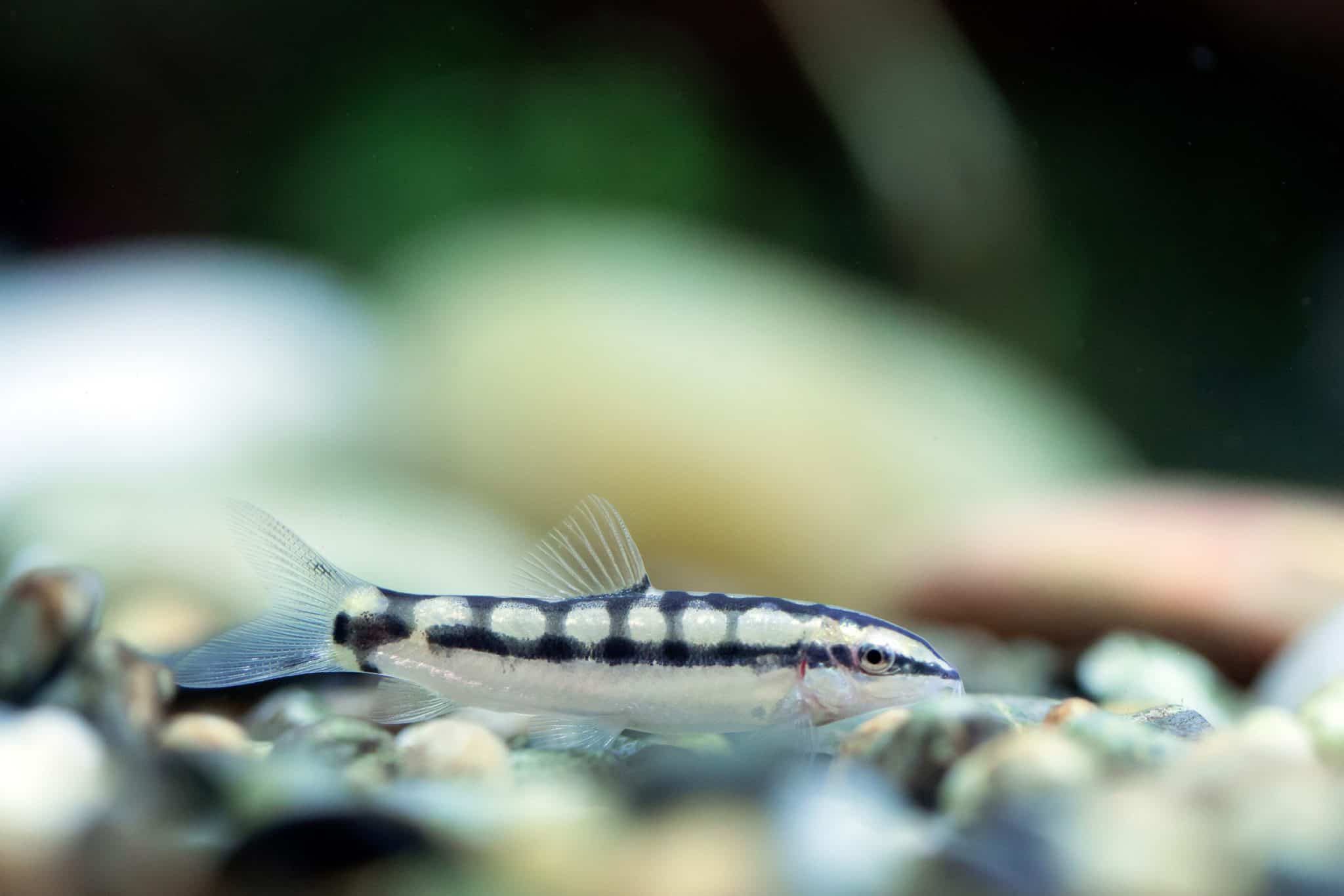Loach Types, Size, & Care: The Ultimate Guide - Fish Laboratory