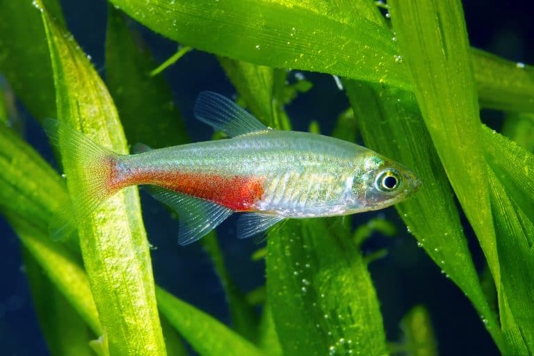 Bucktooth Tetra (Exodon Paradoxus): Ultimate Care Guide - Fish Laboratory