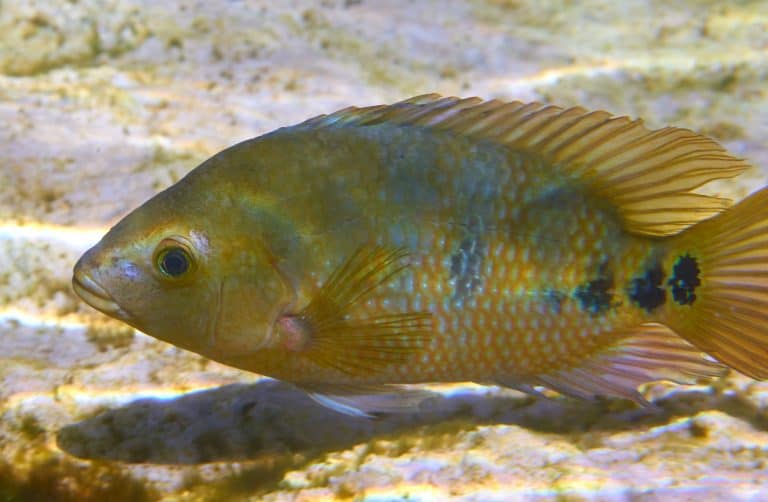 Redhead Cichlid (Vieja melanurus): Ultimate Care Guide - Fish Laboratory