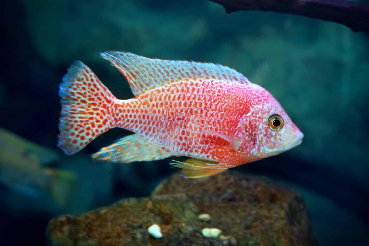 Uaru Cichlid (Uaru amphiacanthoides): Ultimate Care Guide - Fish Laboratory