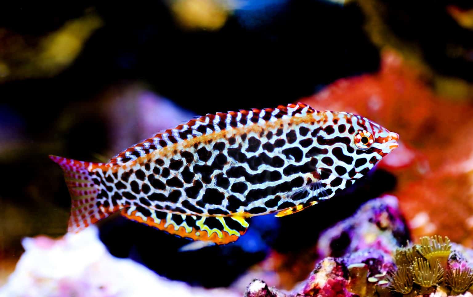 Saltwater Fish