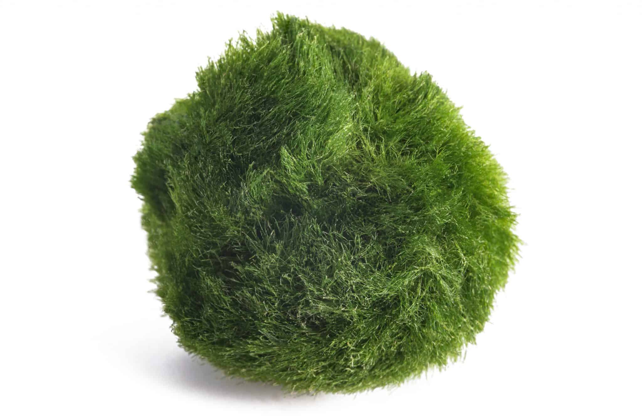 Types of Aquarium Moss & More | The Ultimate Guide - Fish Laboratory