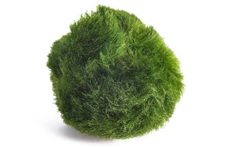 Marimo Moss Ball (Aegagropila linnaei): Ultimate Care Guide - Fish ...