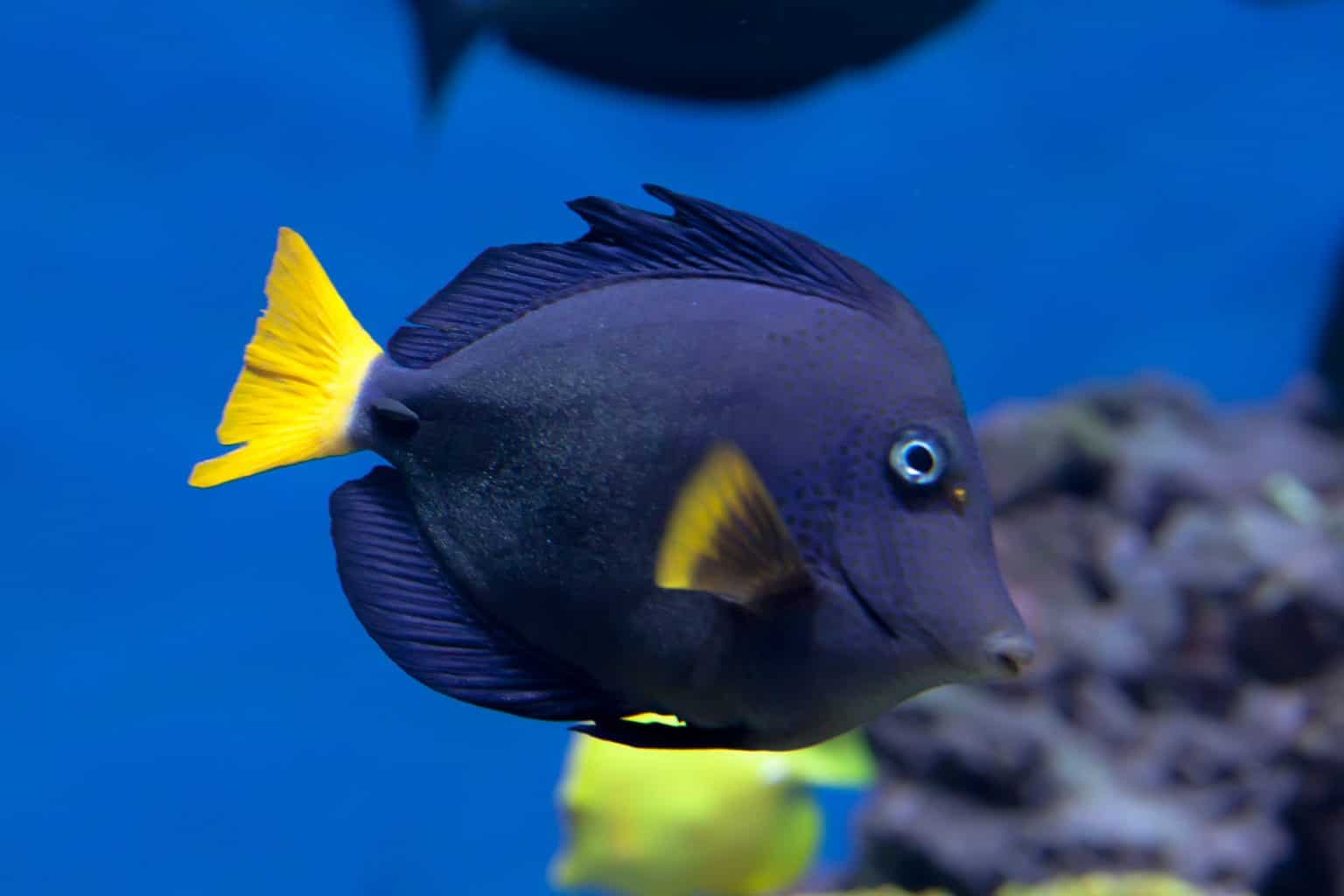 Purple Tang (Zebrasoma Xanthurum): Ultimate Care Guide - Fish Laboratory