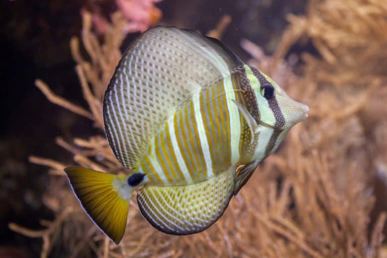 Sailfin Tang (Zebrasoma veliferum): Ultimate Care Guide - Fish Laboratory