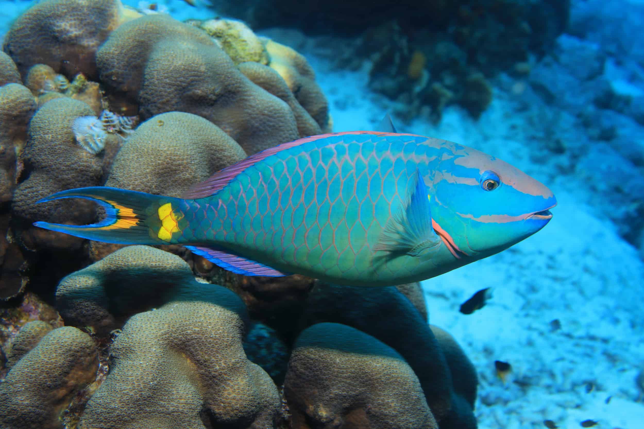 Queen Parrotfish