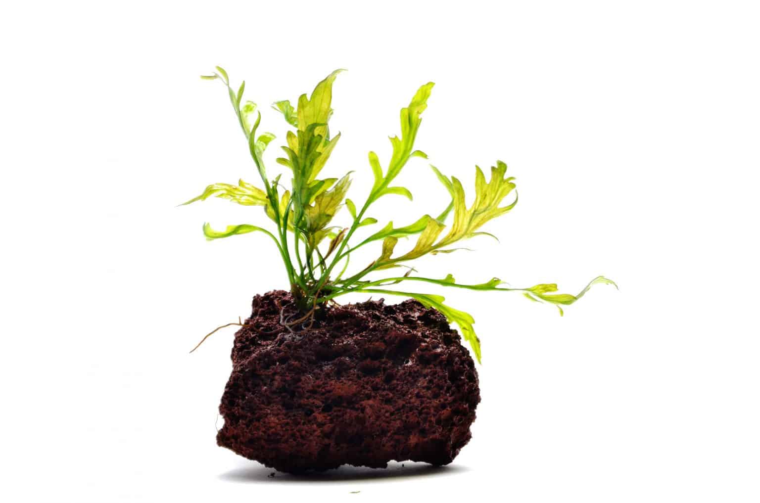 31 Best Low Light Aquarium Plants: Ultimate Guide - Fish Laboratory