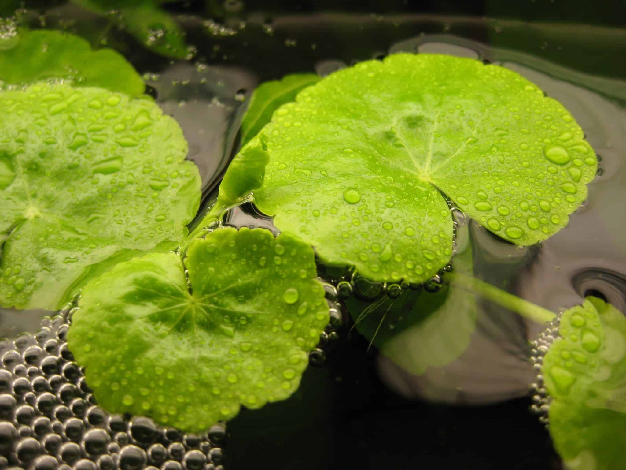 Brazilian Pennywort (Hydrocotyle leucocephala): Ultimate Care Guide ...