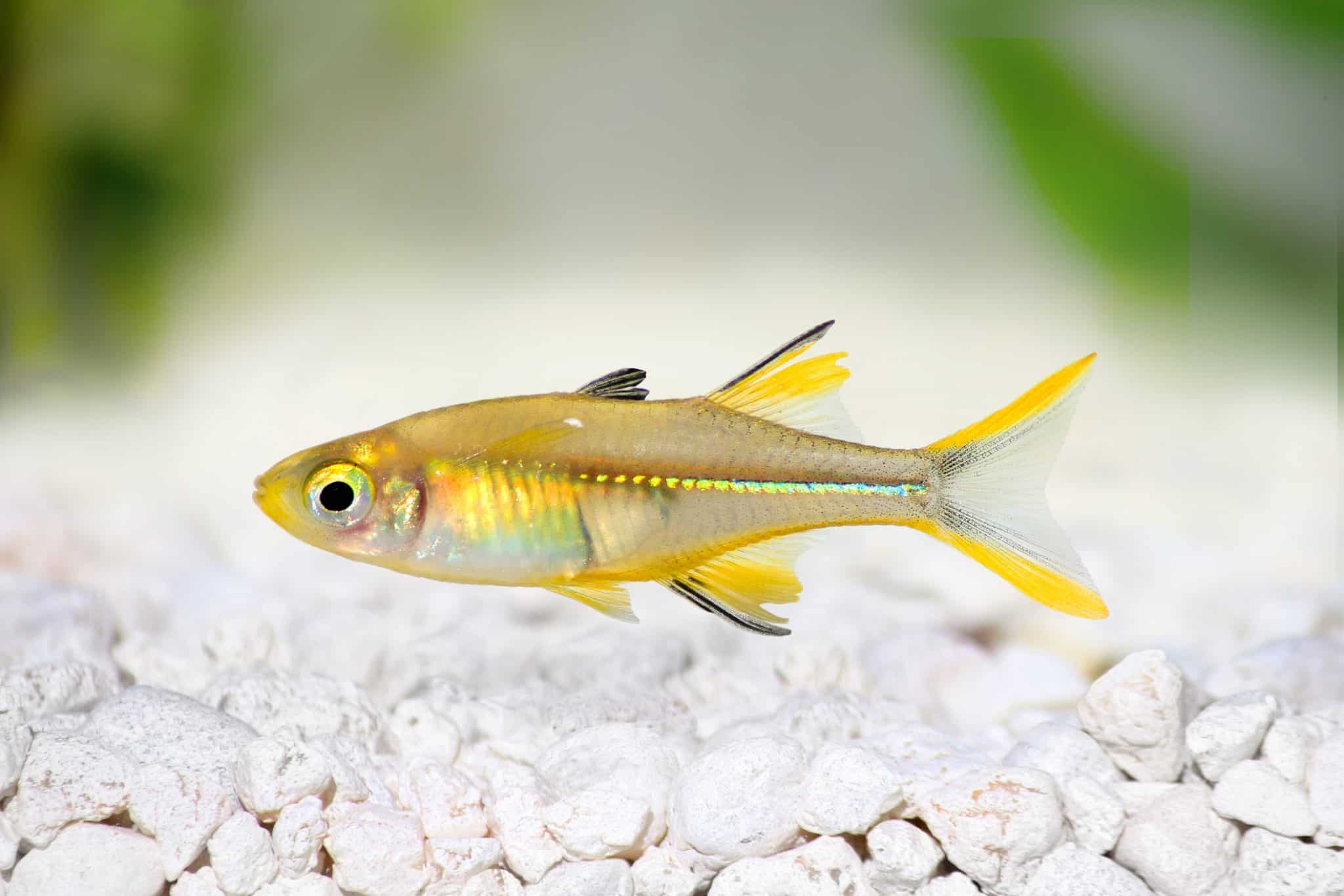 Threadfin Rainbowfish (Iriatherina werneri): Ultimate Care Guide - Fish ...